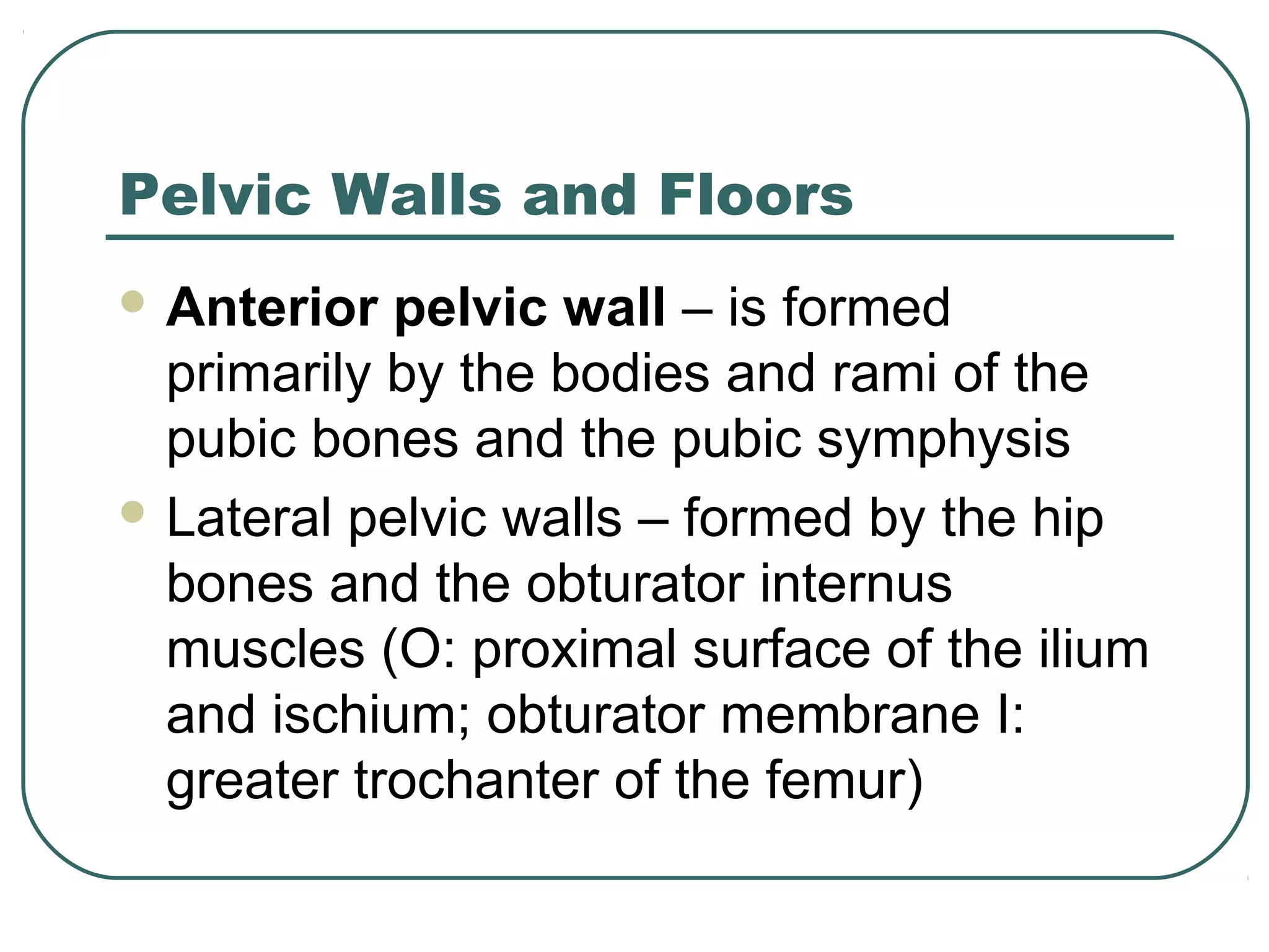 Anatomy of Pelvis & Perineum | PPT