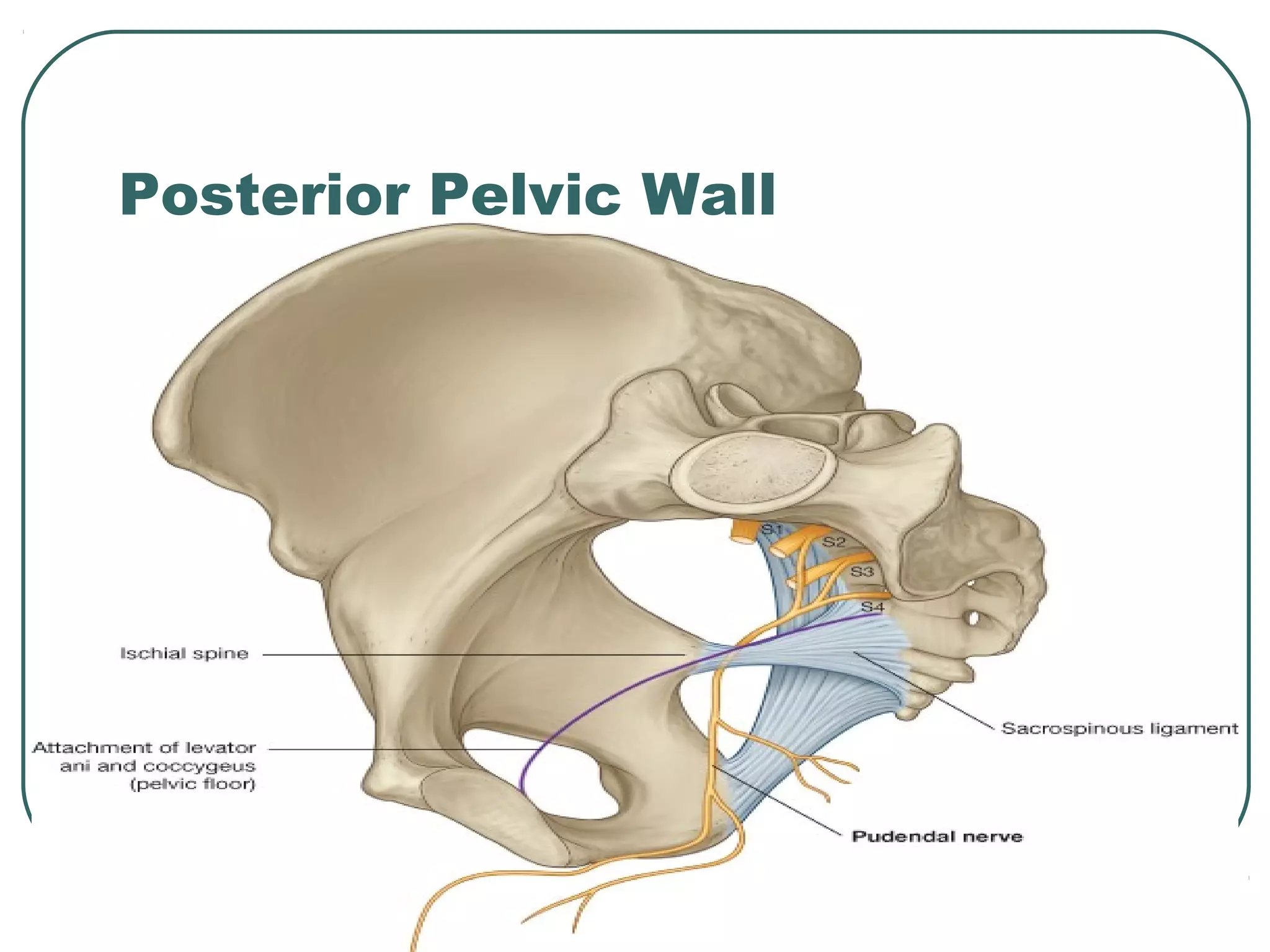 Anatomy of Pelvis & Perineum | PPT