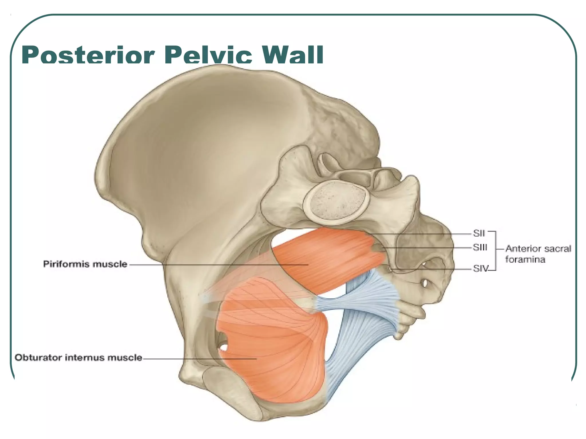 Anatomy of Pelvis & Perineum | PPT