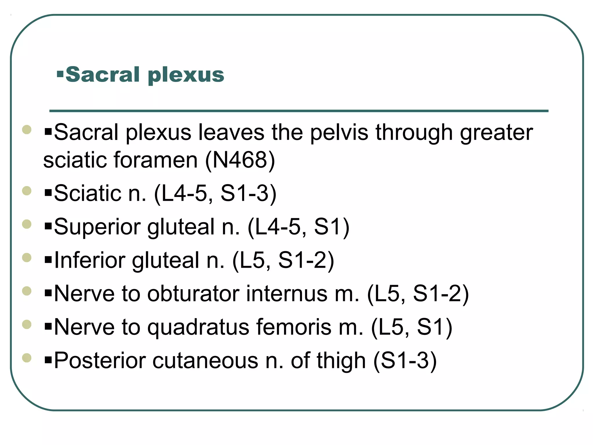 Anatomy of Pelvis & Perineum | PPT