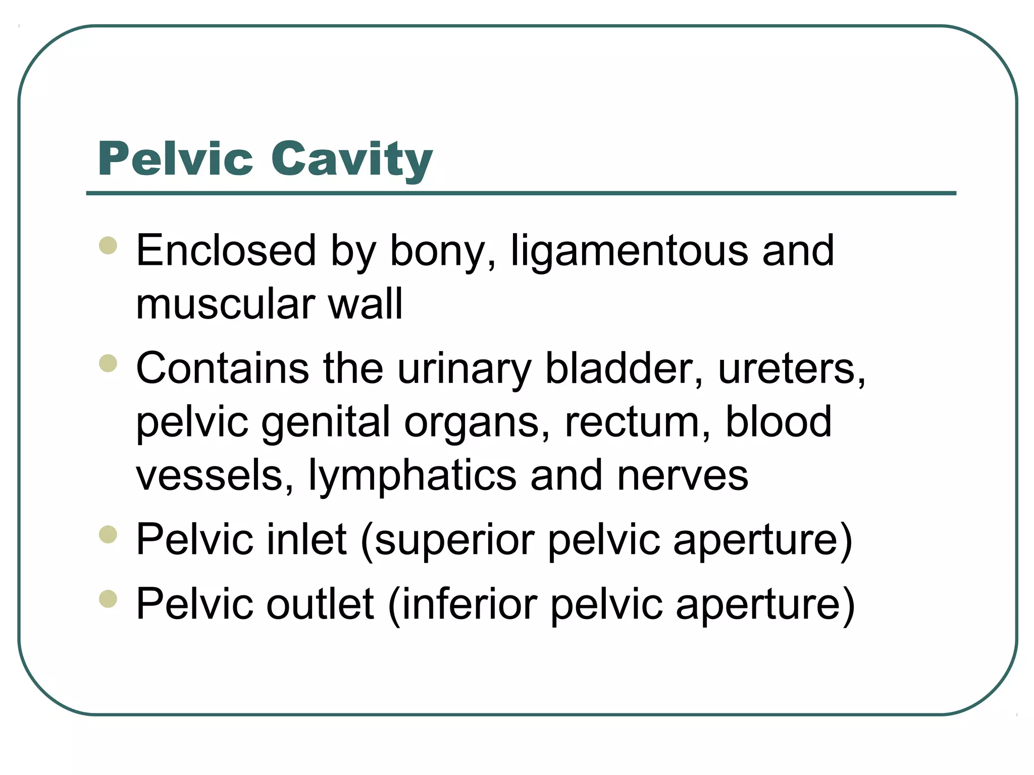 Anatomy of Pelvis & Perineum | PPT