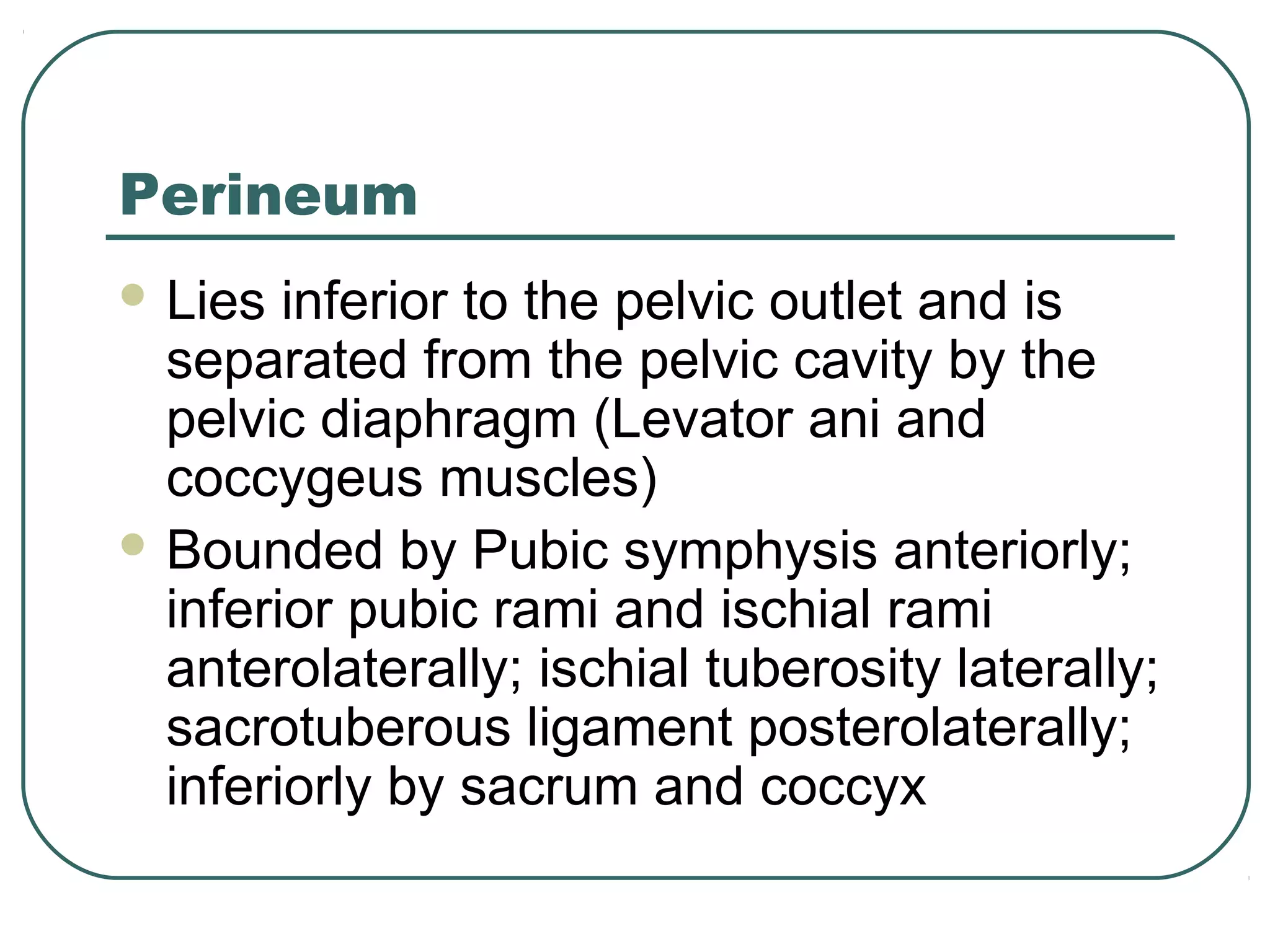 Anatomy of Pelvis & Perineum | PPT