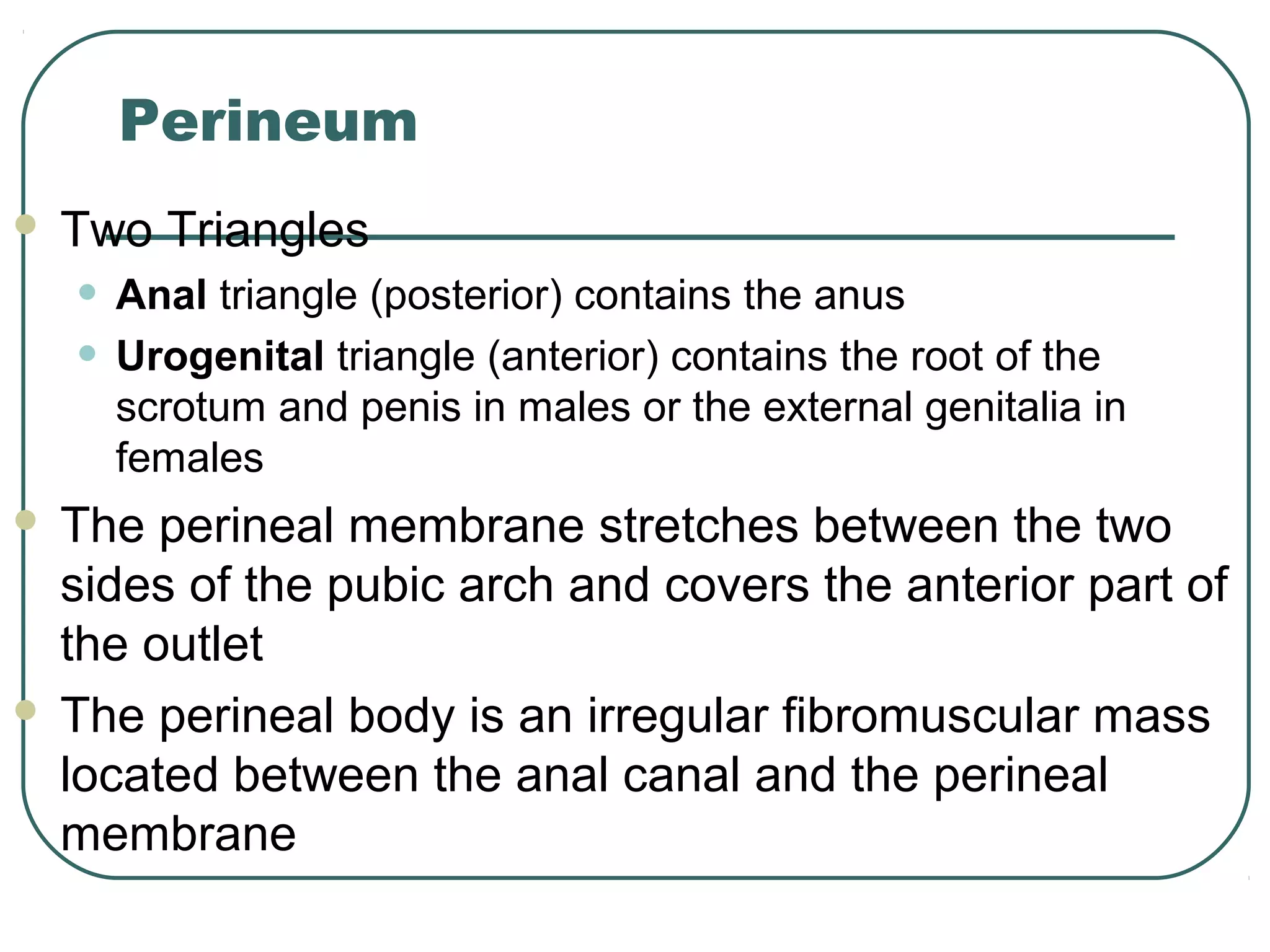 Anatomy of Pelvis & Perineum | PPT