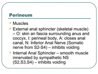 Anatomy of Pelvis & Perineum | PPT