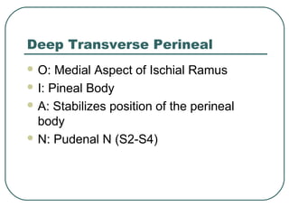 Anatomy of Pelvis & Perineum | PPT