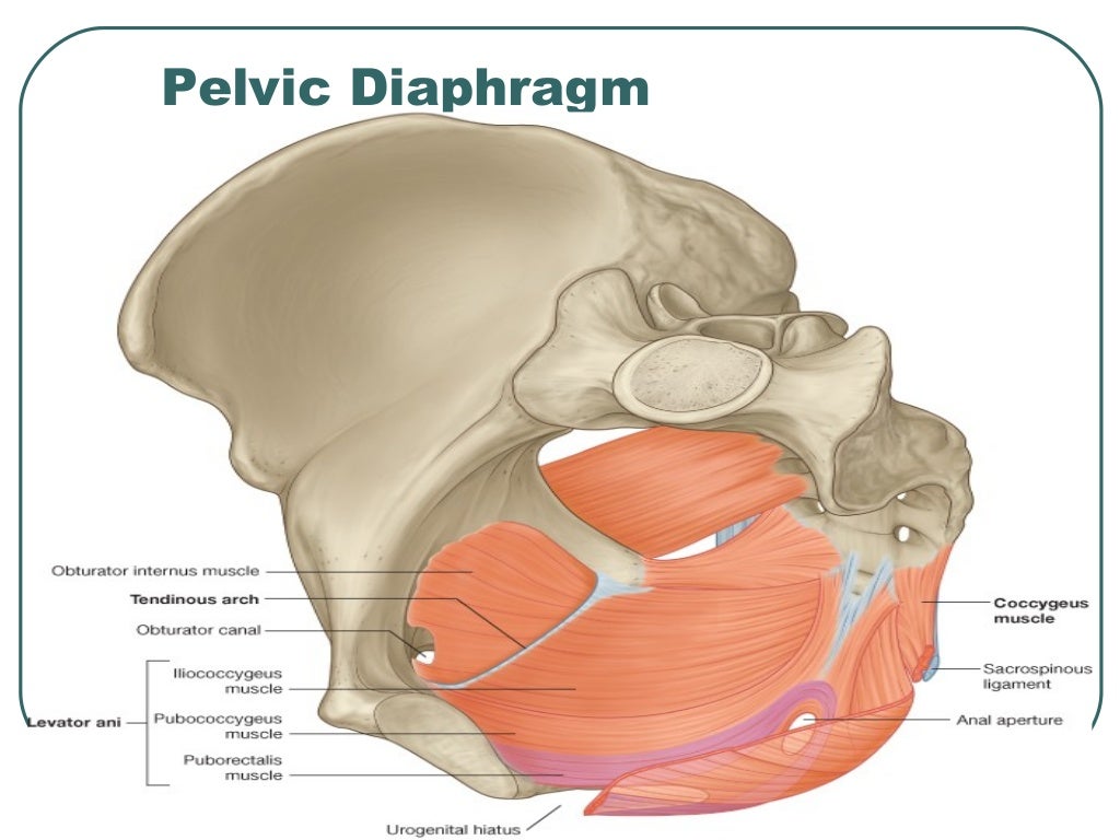 Anatomy of Pelvis & Perineum