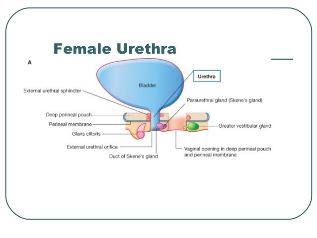 Anatomy of Pelvis & Perineum