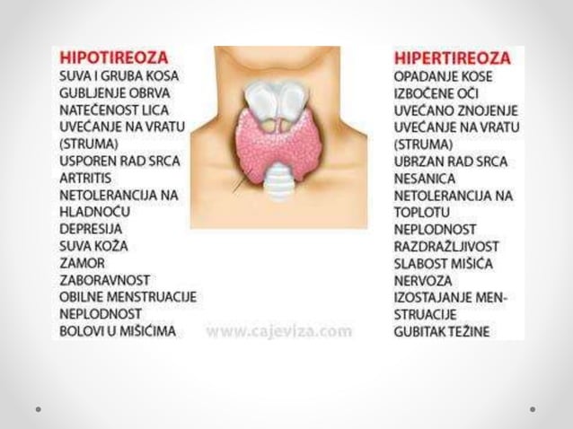 Štitasta zlezda | PPT