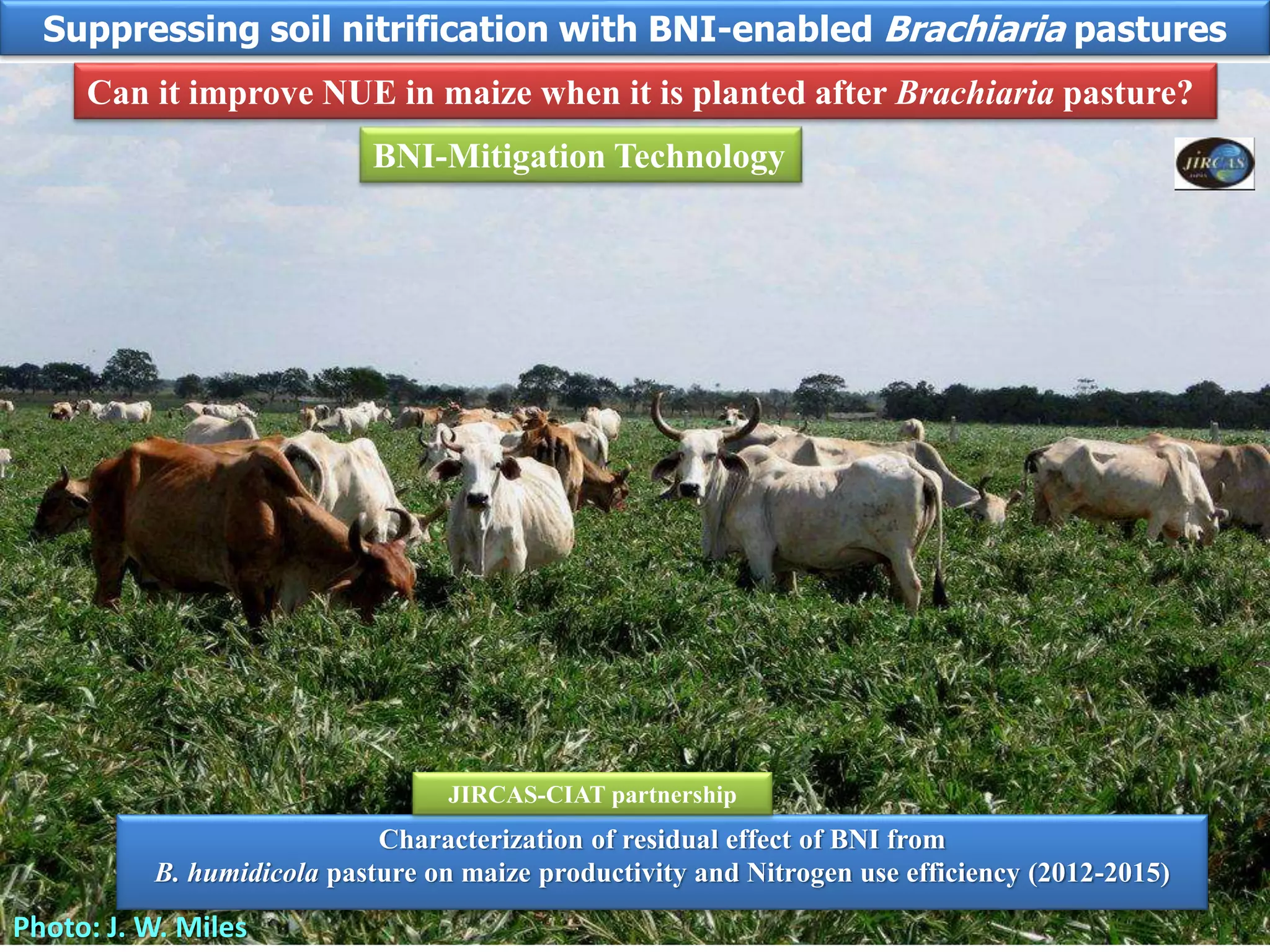 Biological nitrification inhibition (BNI) in plants: Implications for ...