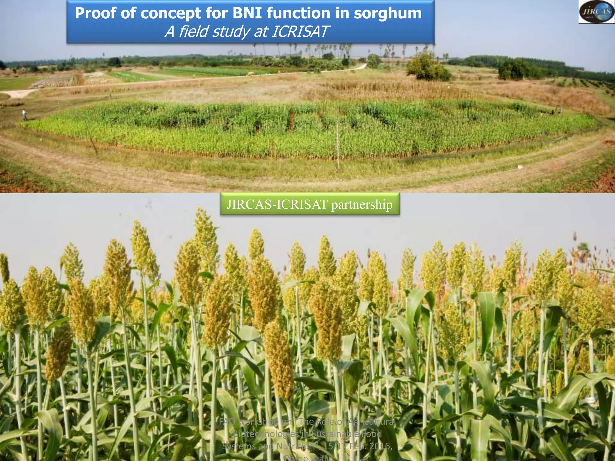 Biological nitrification inhibition (BNI) in plants: Implications for ...