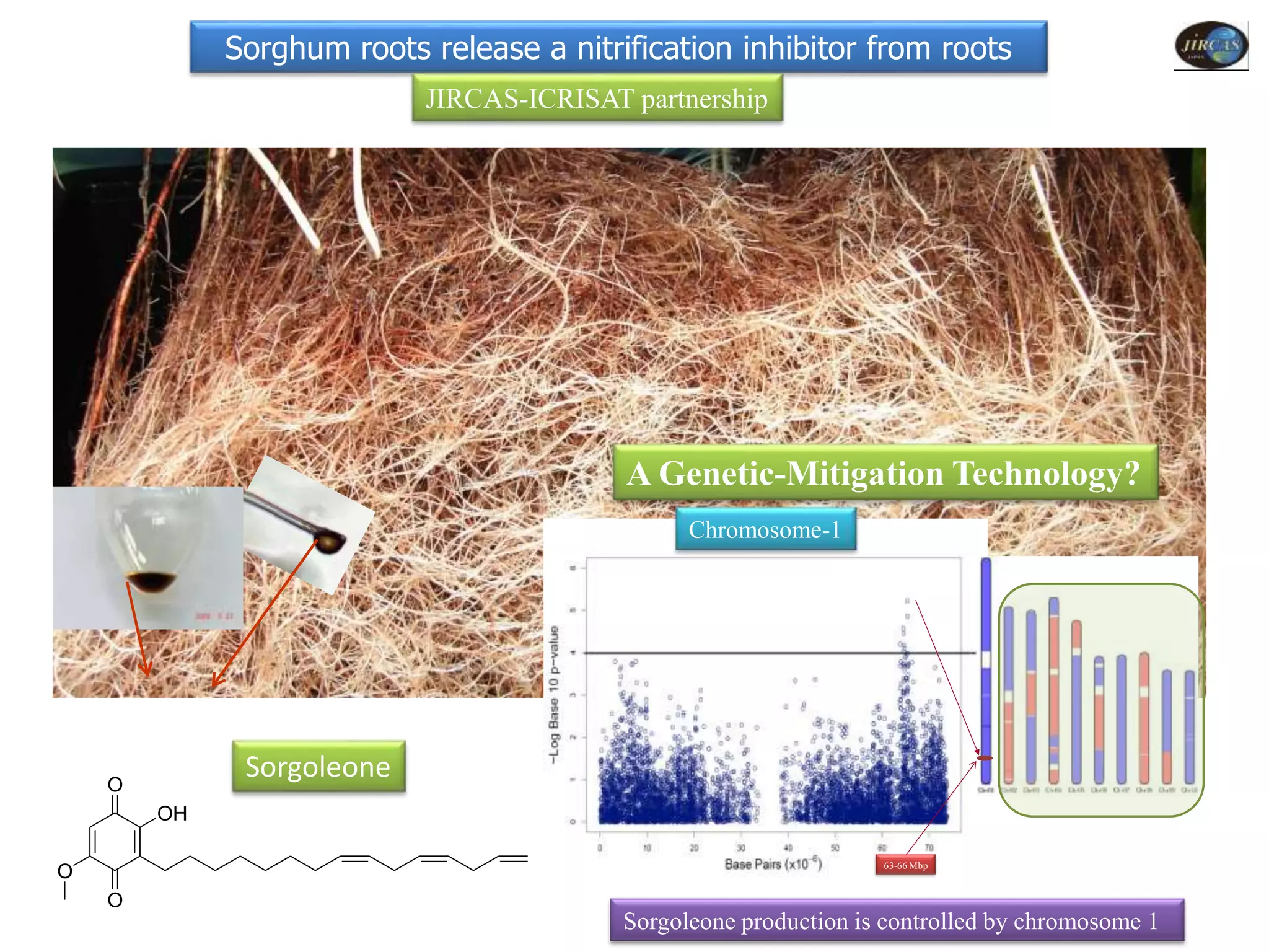 Biological nitrification inhibition (BNI) in plants: Implications for ...