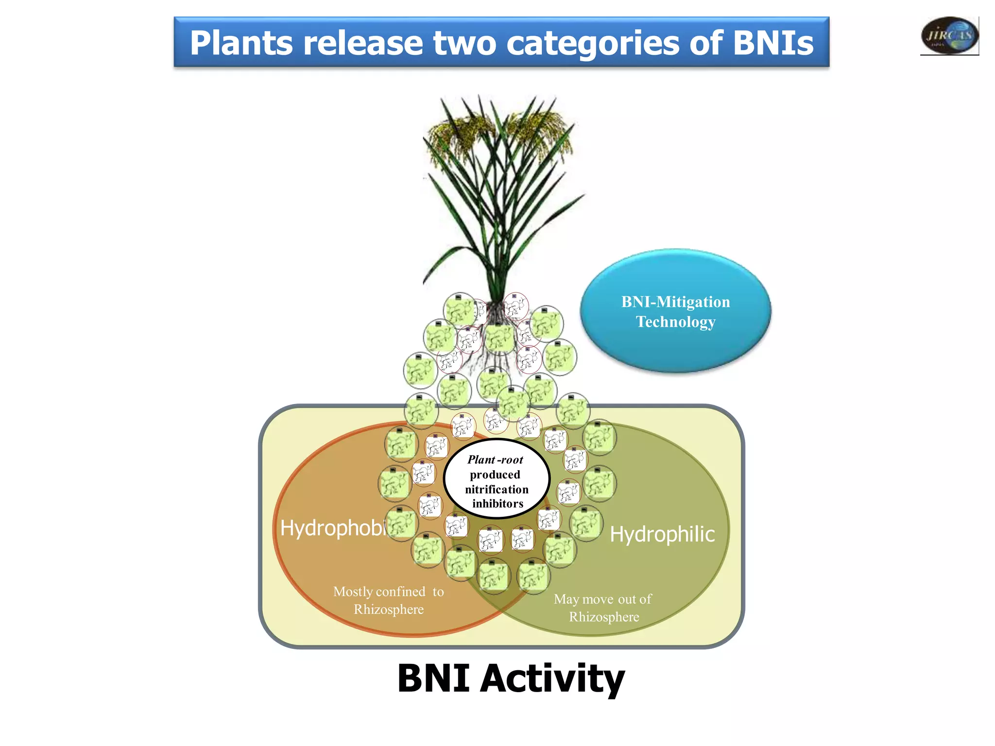 Biological nitrification inhibition (BNI) in plants: Implications for ...