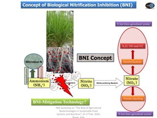Biological nitrification inhibition (BNI) in plants: Implications for ...