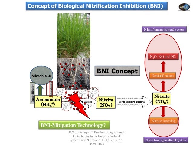 Biological nitrification inhibition (BNI) in plants: Implications for…