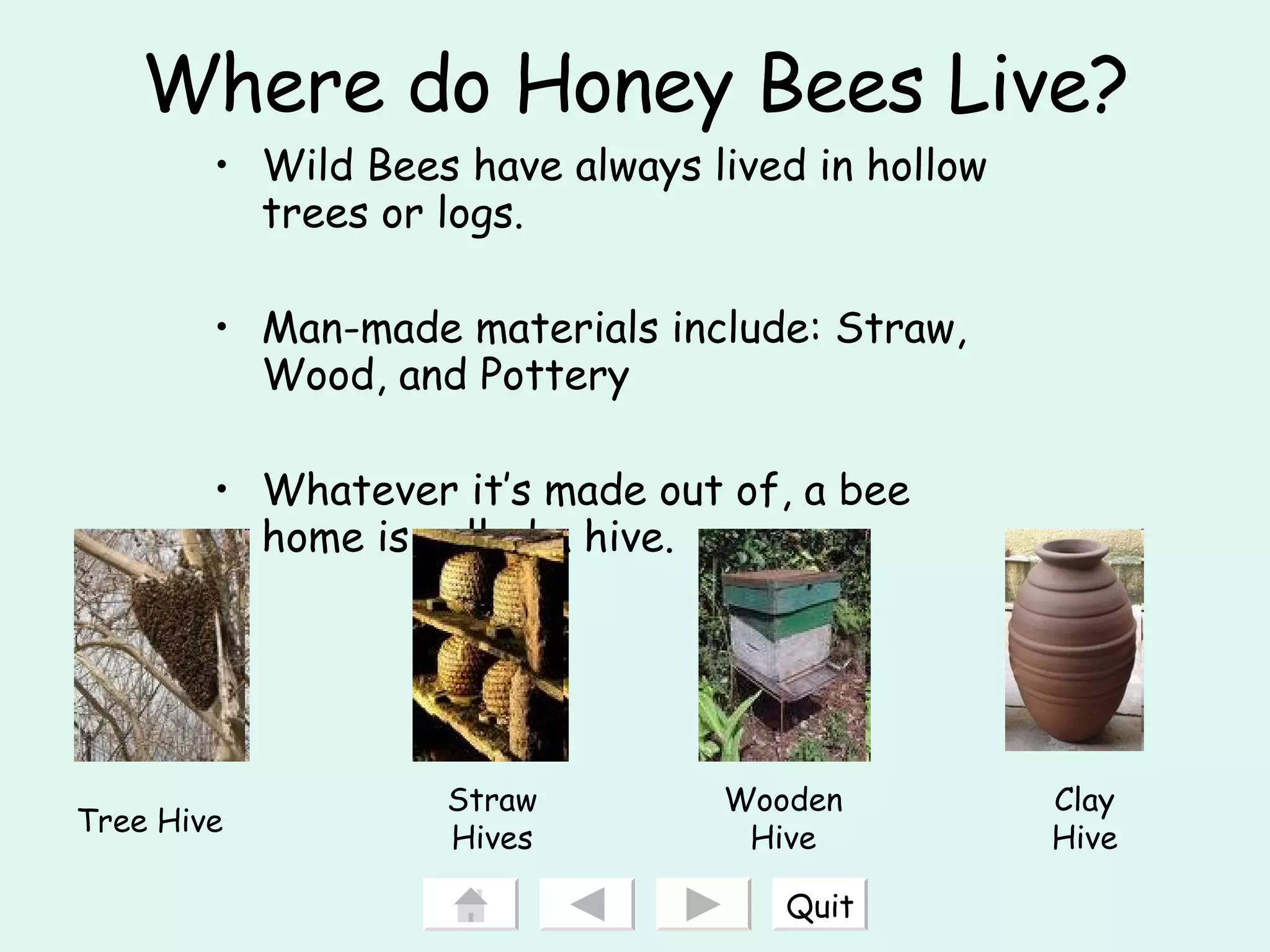 GVSU ED 205 Interactive Powerpoint Honeybees Final | PPT