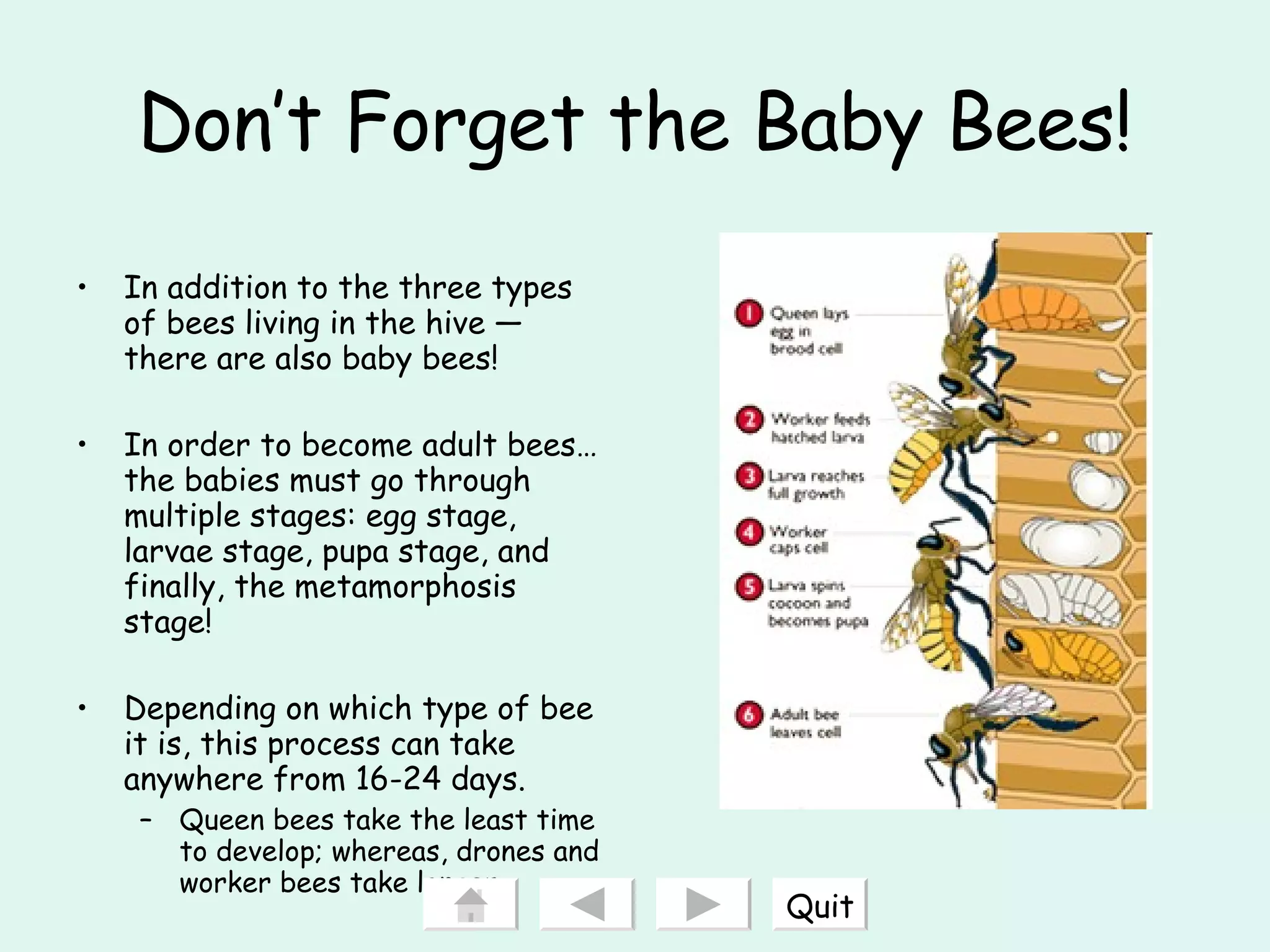 GVSU ED 205 Interactive Powerpoint Honeybees Final | PPT