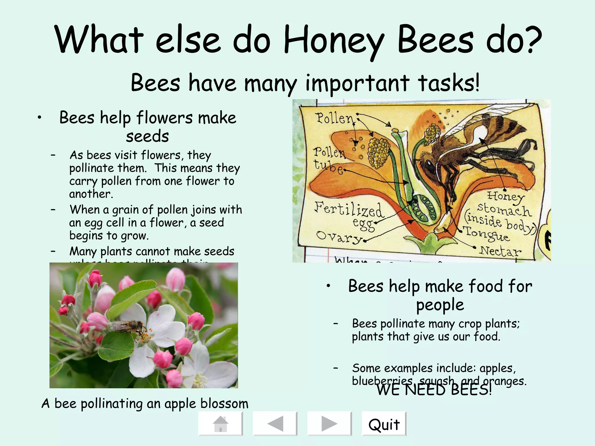 GVSU ED 205 Interactive Powerpoint Honeybees Final | PPT