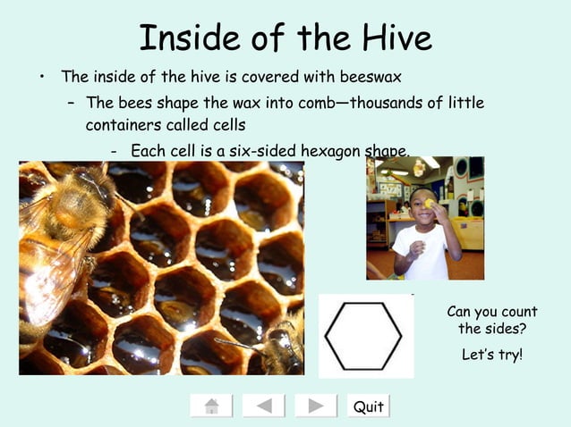 GVSU ED 205 Interactive Powerpoint Honeybees Final | PPT