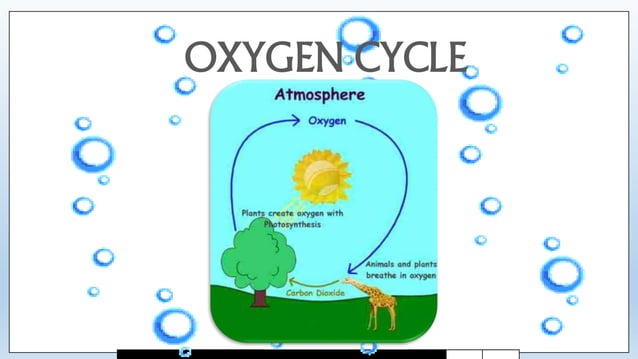 The BIOGEOCHEMICAL Cycle | PPT