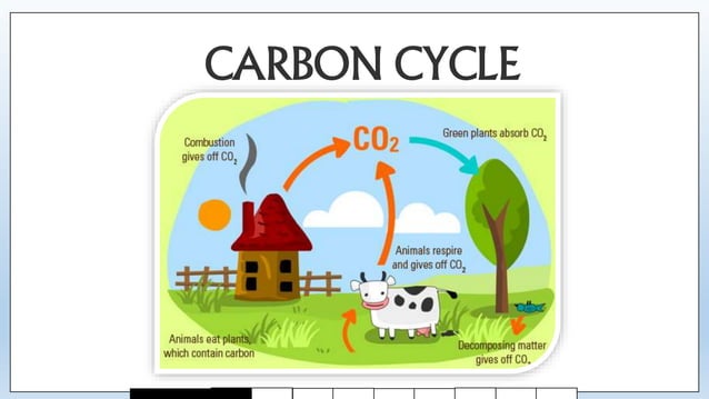 The BIOGEOCHEMICAL Cycle | PPT