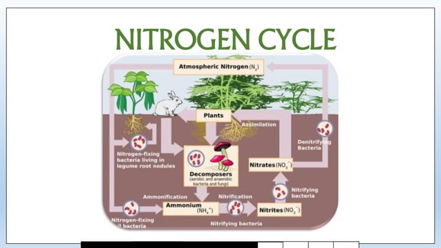 The BIOGEOCHEMICAL Cycle | PPT