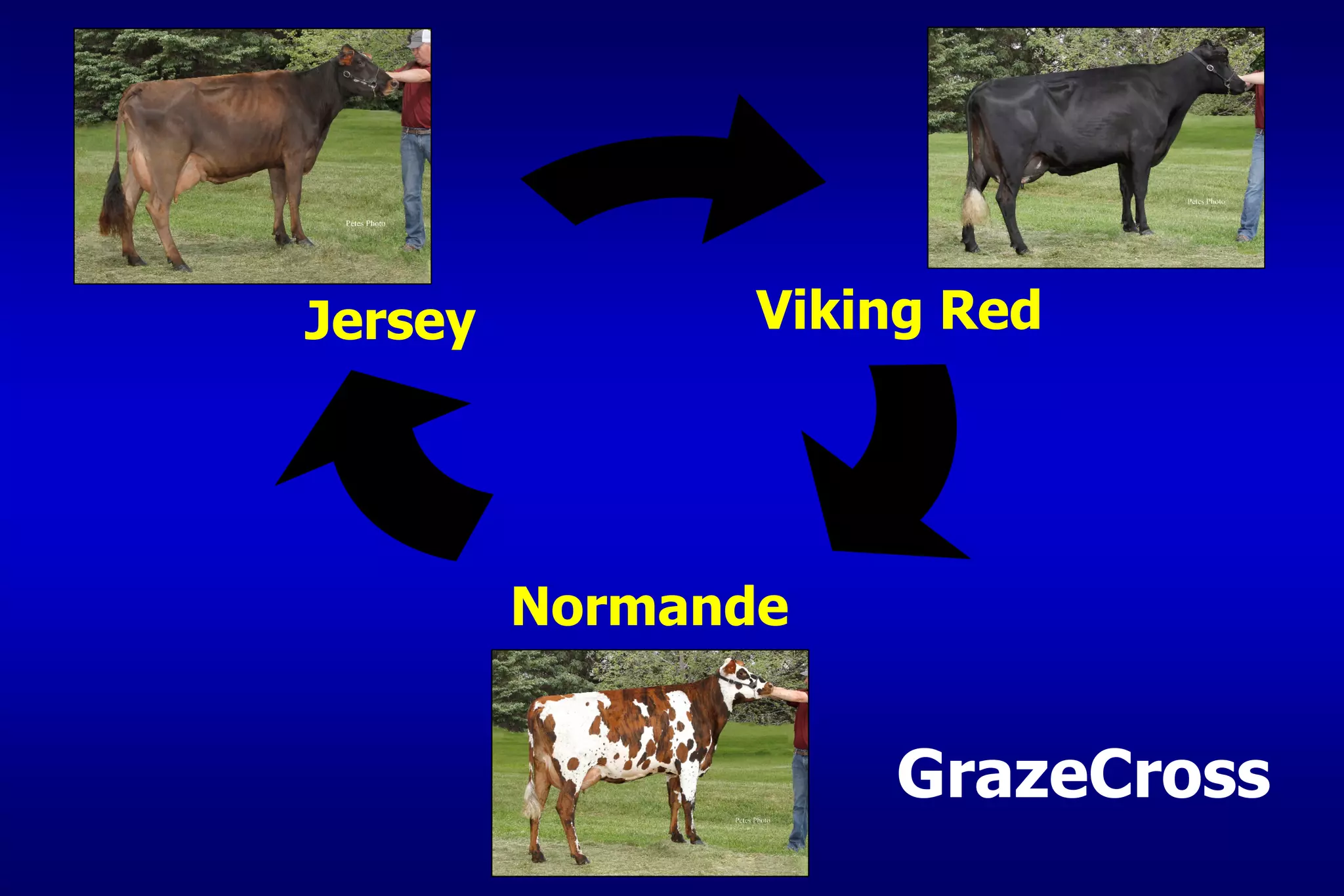 GWAS to Identify Genetics that Influence Calf Health from Holstein and ...