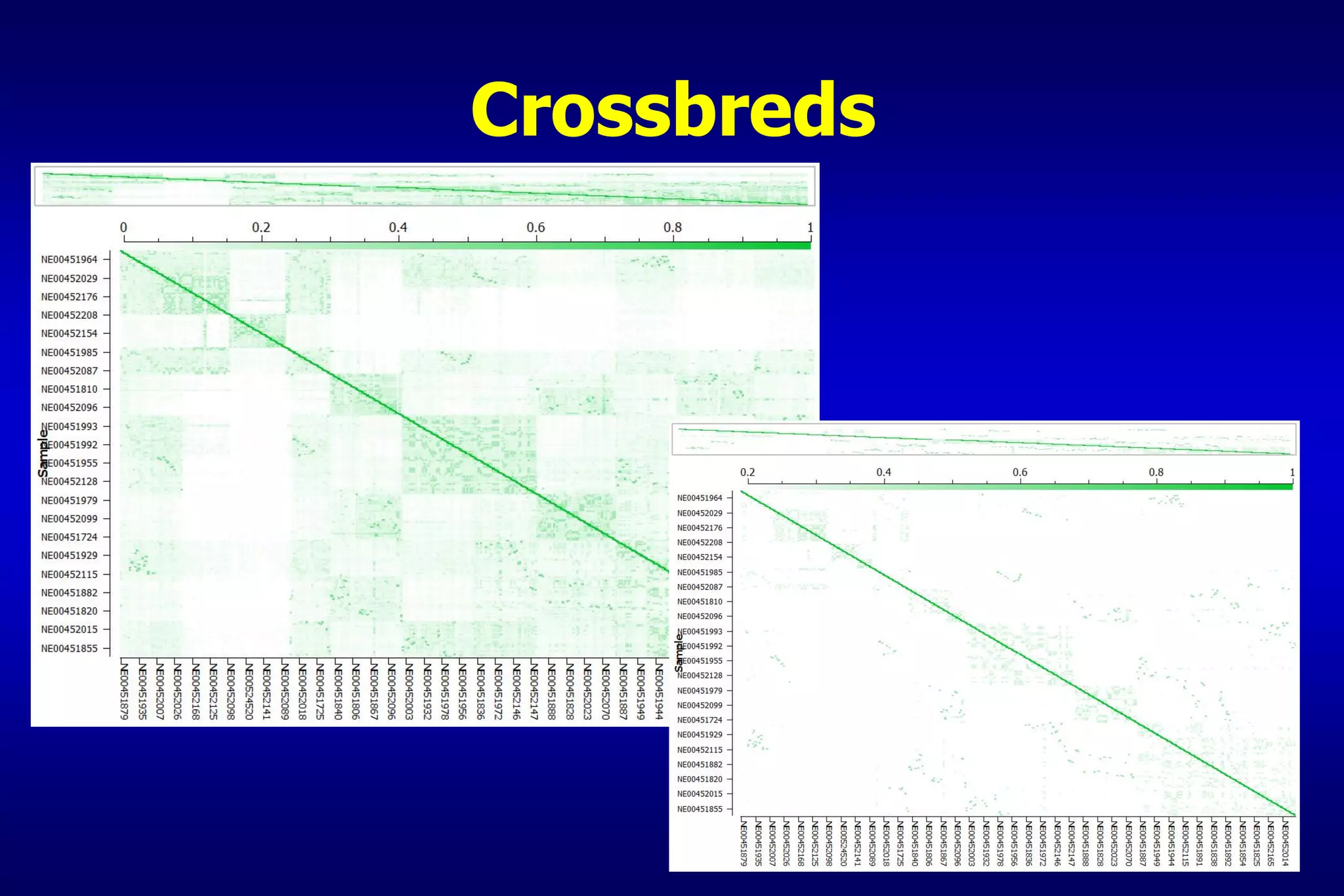 GWAS to Identify Genetics that Influence Calf Health from Holstein and ...