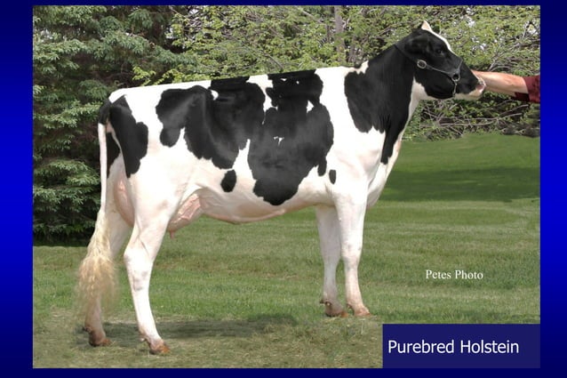 GWAS to Identify Genetics that Influence Calf Health from Holstein and ...