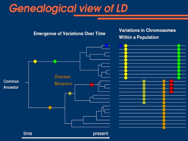 GWAS "GENOME WIDE ASSOCIATION STUDIES" A STEP AHEAD | PPTX | Genetics | Science