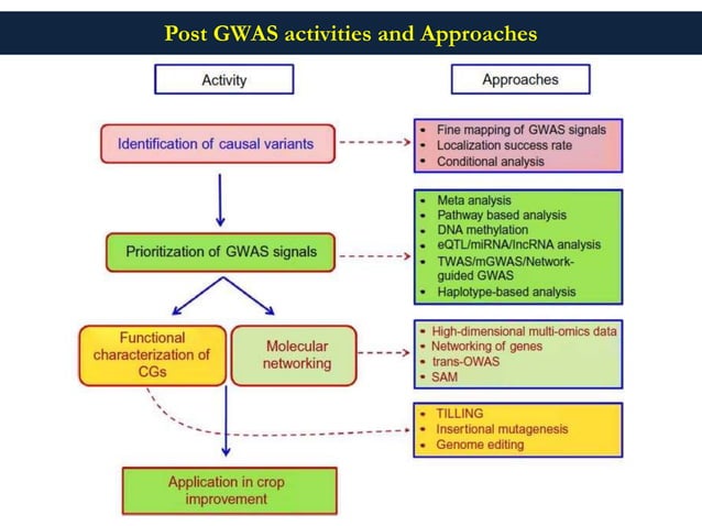 GWAS "GENOME WIDE ASSOCIATION STUDIES" A STEP AHEAD | PPTX | Genetics | Science