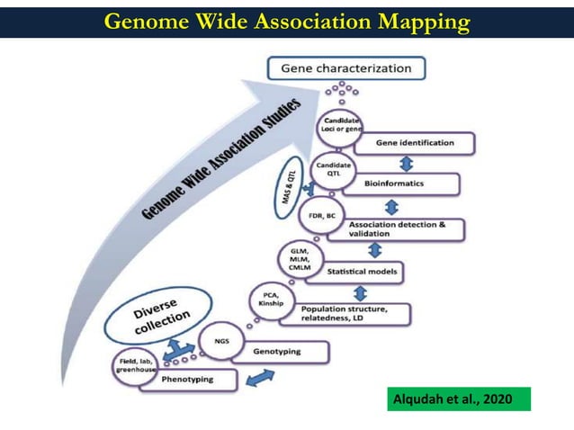 GWAS "GENOME WIDE ASSOCIATION STUDIES" A STEP AHEAD | PPTX | Genetics ...