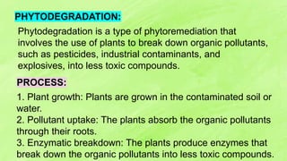 PHYTOREMEDIATION AND MECHANISMS OF PHYTOREMEDIATION | PPT