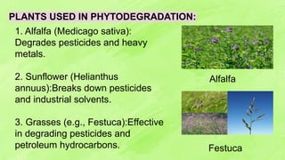 PHYTOREMEDIATION AND MECHANISMS OF PHYTOREMEDIATION | PPT