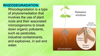 PHYTOREMEDIATION AND MECHANISMS OF PHYTOREMEDIATION | PPT