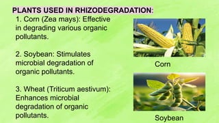 PHYTOREMEDIATION AND MECHANISMS OF PHYTOREMEDIATION | PPT