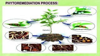 PHYTOREMEDIATION AND MECHANISMS OF PHYTOREMEDIATION | PPT