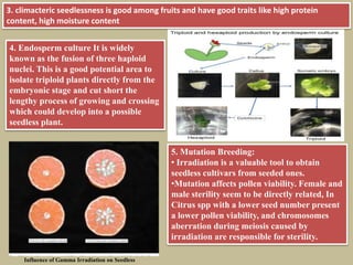 Breeding for seedlessness in horticulture crops.pptx