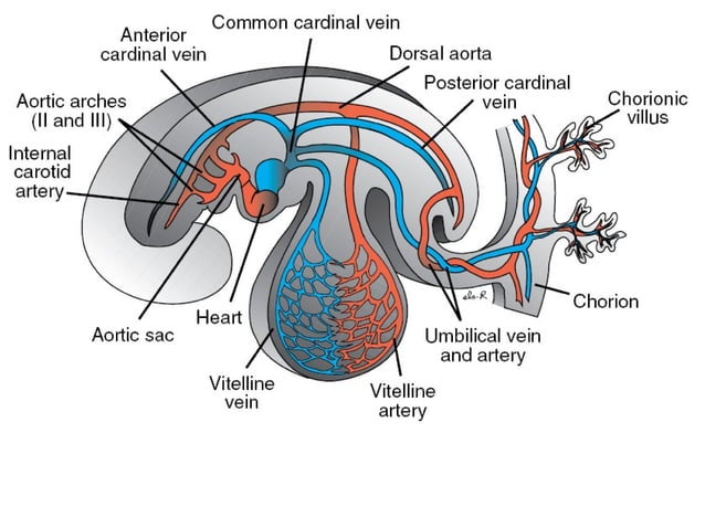 Development of veins | PPT | Heart and Cardiovascular Diseases ...