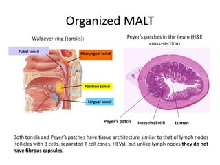Gyak1 5 2020_en | PPTX