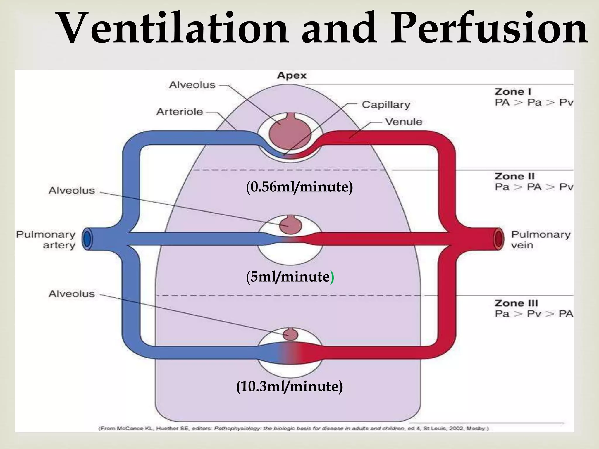 Ventilation and Perfusion in different zones of lungs. | PPTX