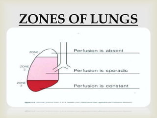 Ventilation and Perfusion in different zones of lungs. | PPTX