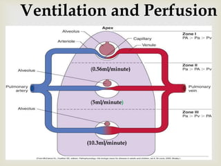 Ventilation and Perfusion in different zones of lungs. | PPT
