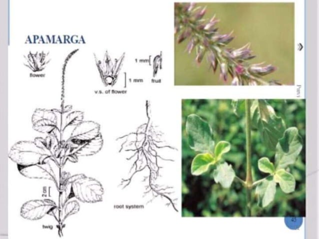 Gymnema and Apamarg (Pharmacognosy) | PPTX