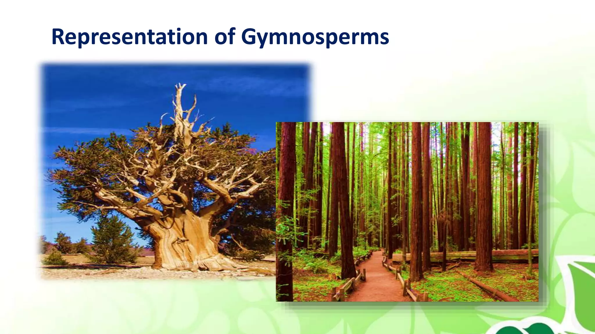 Gymnosperms | PPTX | Gardening | Home & Garden