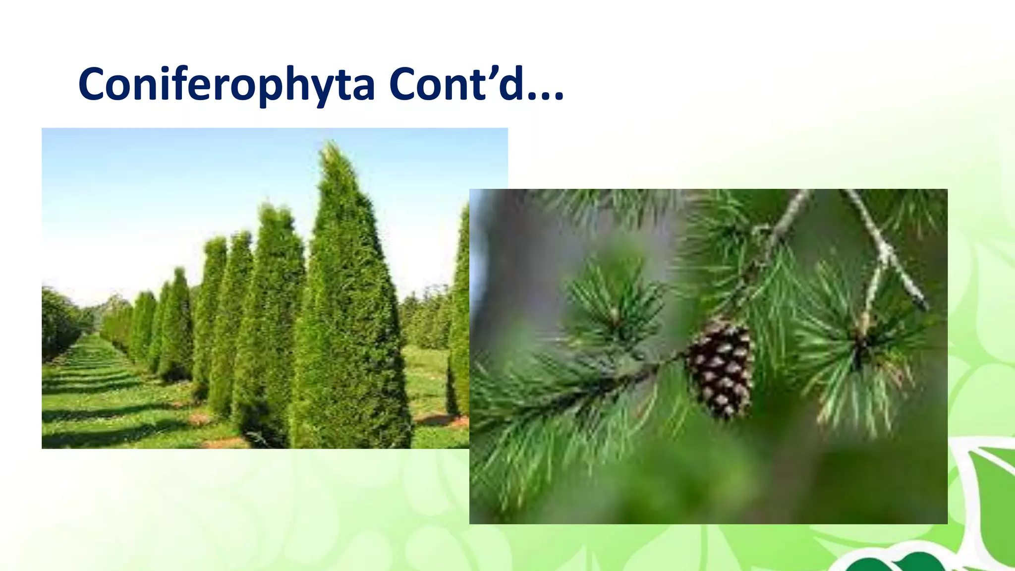 Gymnosperms | PPTX | Gardening | Home & Garden