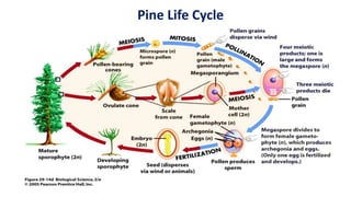 Simple Gymnosperm Life Cycle