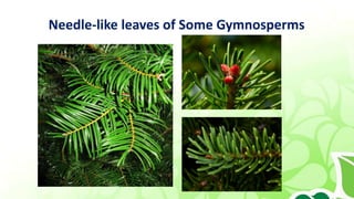 Gymnosperms | PPT