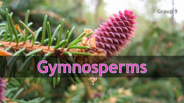 Gymnosperms