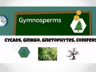 Gymnosperm | PPT