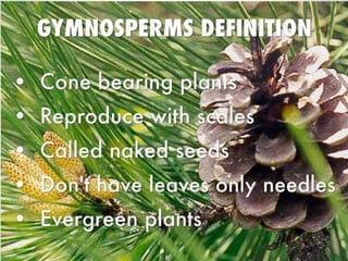 Gymnosperm | PPT